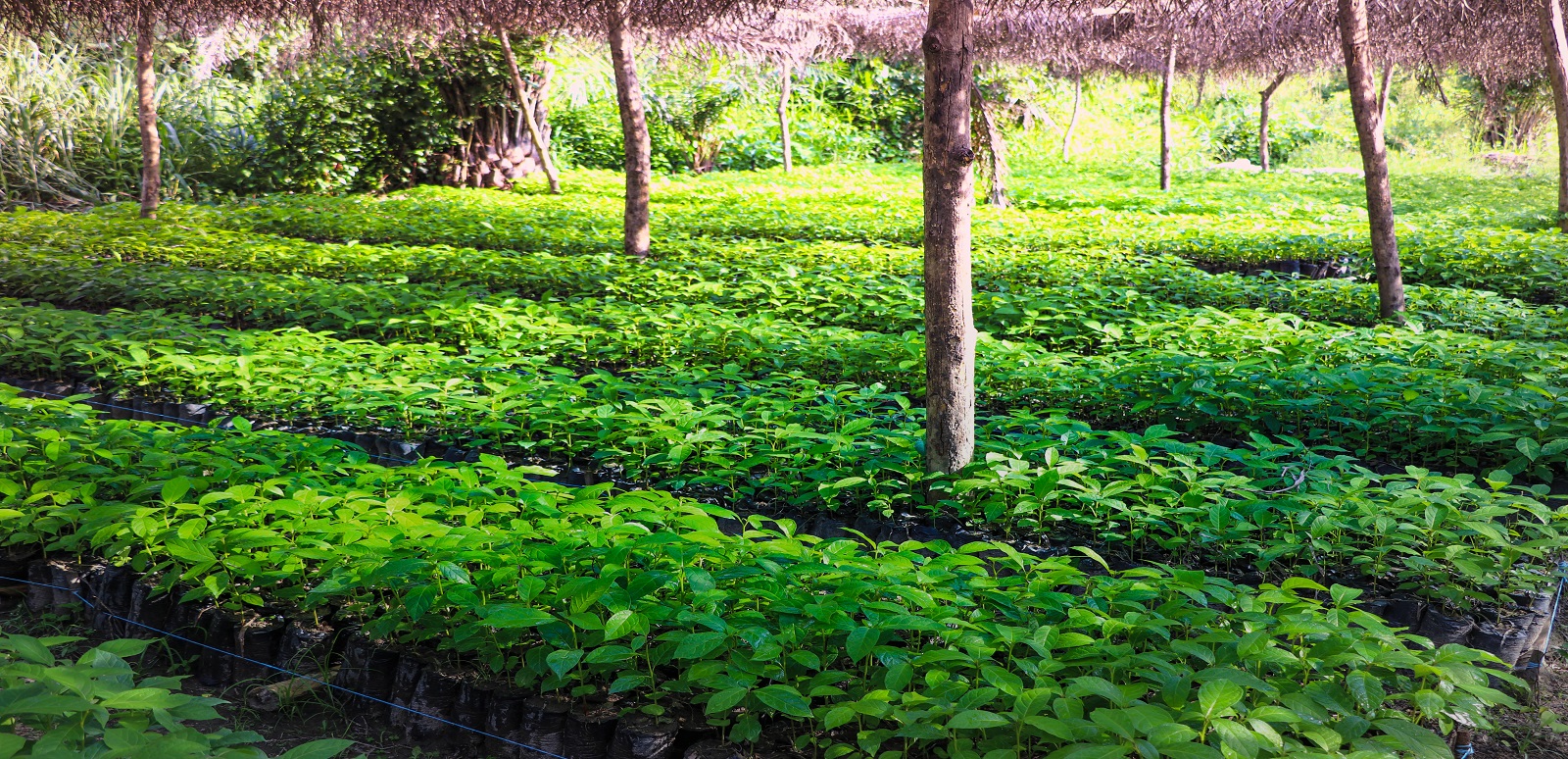 AGRO-MAP – Nature Based Solutions (NBS)